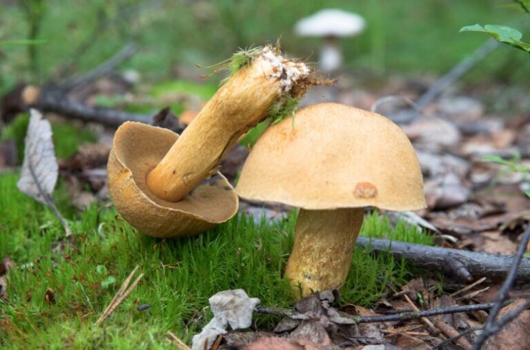 Stensopp / Karljohan (Boletus edulis) - Svampforum.se